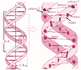Estructura del ADN: El modelo de watson crick